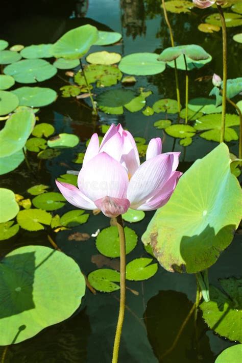 Serene Pink Lotus Blossom Amidst Lush Pond Vegetation Stock Photo