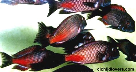 Tropheus Moorii Chipimbi Red Stripe