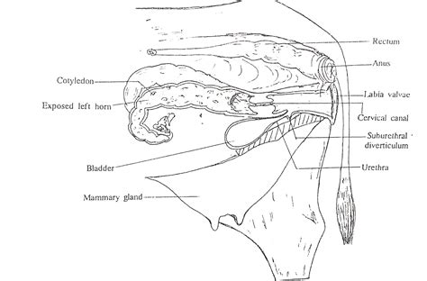 Female Cow Reproductive System