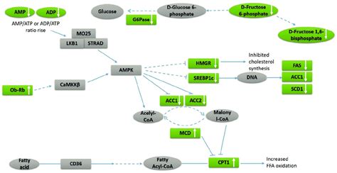 Ampk Signaling Pathway Featuring Transcriptomic And Metabolomic