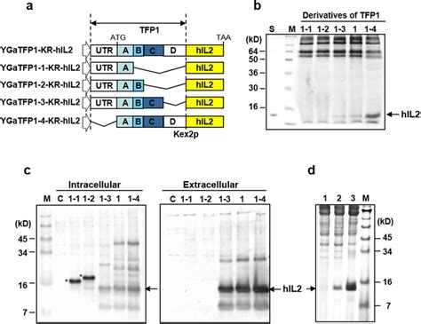 Effects Of The Translational Fusion Partner Tfp 1 Domains On The