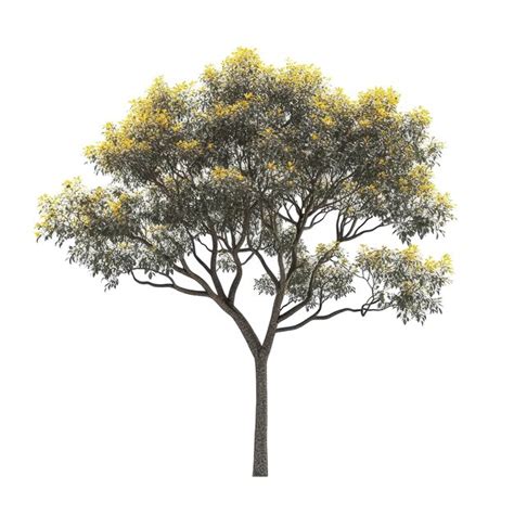 Cutout Tree Psd Premium Ai Generated Psd