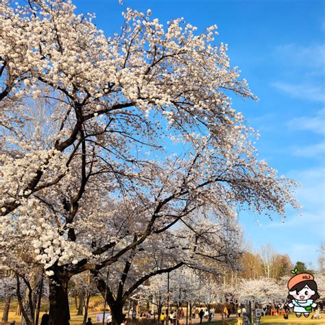 서울어린이대공원 벚꽃 포인트와 돗자리 그리고 주차 정보