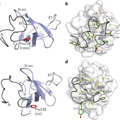 Side And Top Views Of Two Ideal Helical Conformations Of A Polyproline Download Scientific