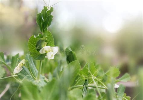 White Pea Blossoms In Garden With Defocused Foliage And Sunrays Stock