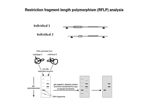 Biology Rflp Analysis Pdf
