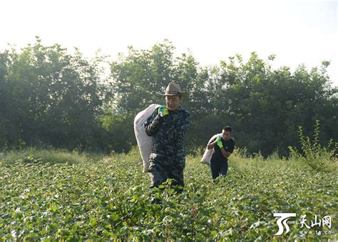 【访惠聚】莎车县：万寿菊迎来收获季 工作队帮助村民采花忙 新闻中心 天山网