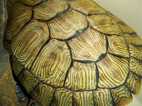 Turtle Shell Pattern Close Up