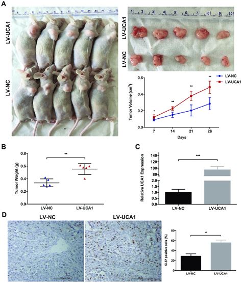 Effect Of Uca1 Overexpression On Tumor Growth In Vivo A The Nude