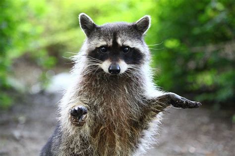 Animals With Rabies Foam