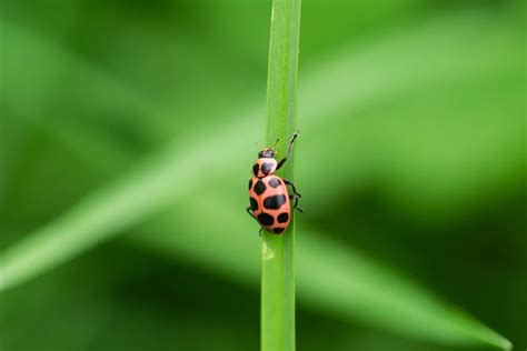 The 9 Most Common Types Of Ladybugs In 2024
