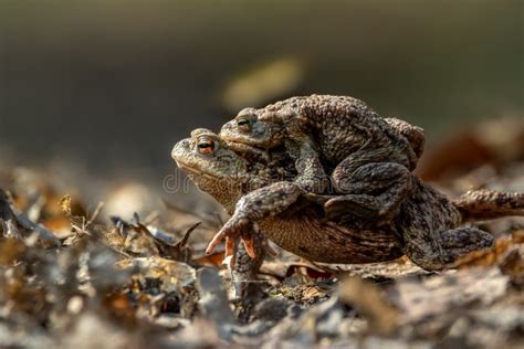 Female Toad Carrying A Male Toad During Toad Migration At A Sunny Day