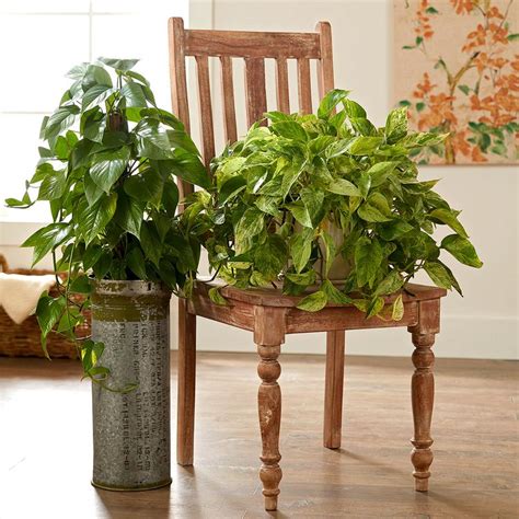 32 Best Low Light Indoor Plants To Brighten Up Your Home