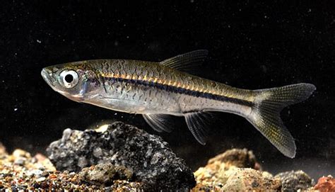 Silver Rasbora Wikipedia