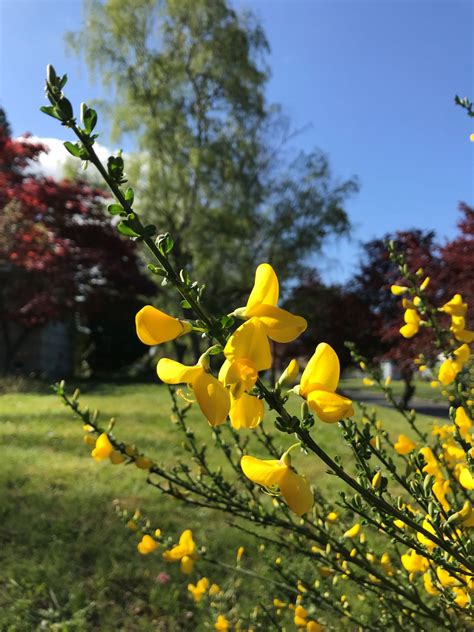 Cytisus Scoparius Scotch Broom Flowers Shs Sm Noxious Weeds Blog