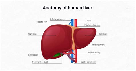 Understanding Hepatitis E Causes Symptoms Treatment And Prevention