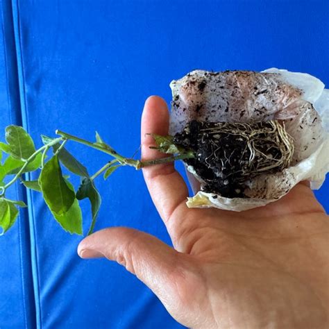 Lady Margaret Passion Flower Vine Plant Free Shipping Etsy