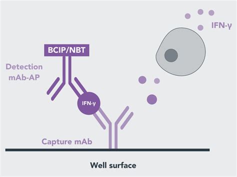 About Elispot Elispot