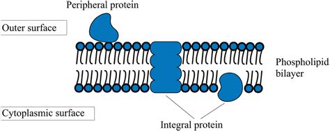 Enhanced Identification Of Membrane Transport Proteins A Hybrid