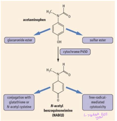 Liver S Drug Metabolism Flashcards Quizlet
