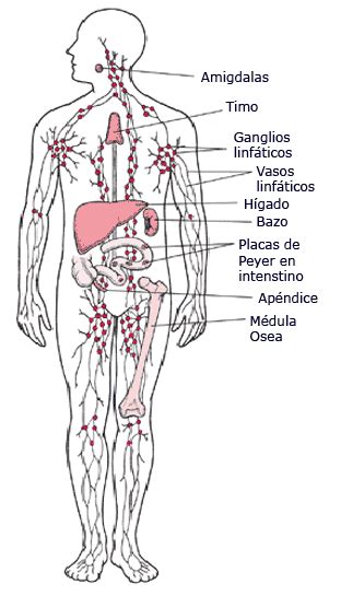 Sistema Nervioso Y Endocrino Buscar Con Google Ganglios Linfaticos