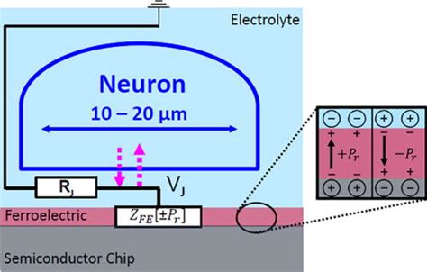 Impedance Switching For Neural Recording With Ferroelectric Microelectrodes Applied Physics