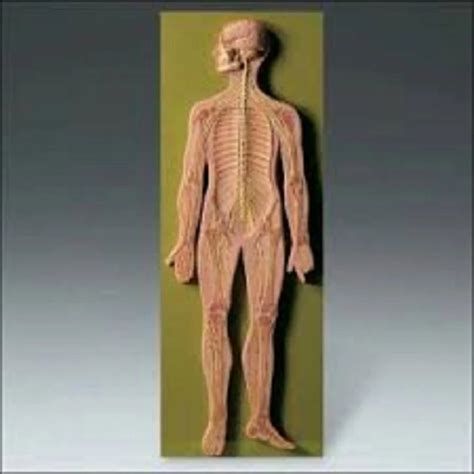Human Nervous System At Rs 15400 Human Anatomical Models In Kolkata