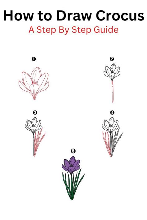 How To Draw Crocus