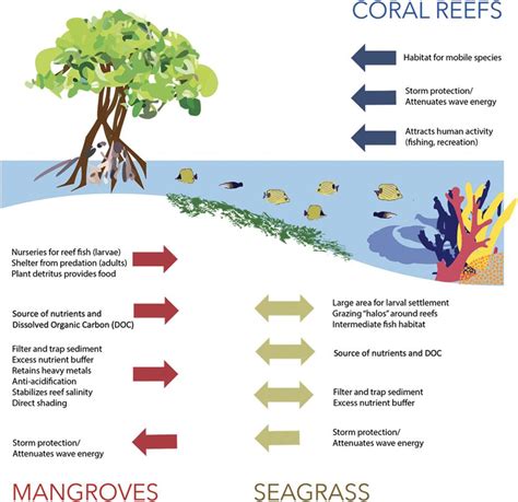Fileprincipal Interactions Between Mangroves Seagrass And Coral