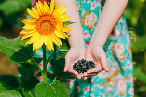 Polifenoles los antioxidantes más abundantes de la naturaleza