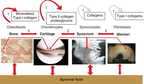 Dynamic Reciprocity Applying Dynamic Reciprocity In An Intra Articular Download Scientific