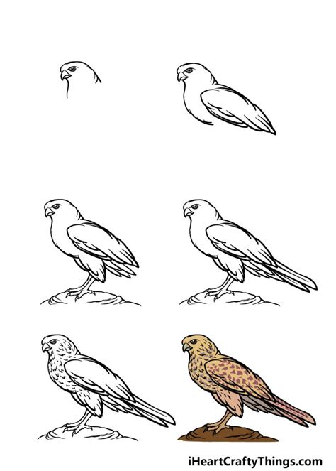 Falcon Drawing How To Draw A Falcon Step By Step