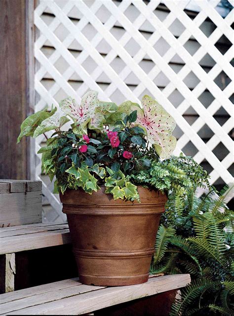 Container Plants For Dappled Shade At Alex Wright Blog