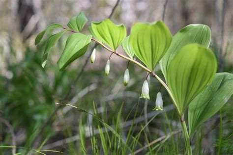 Variety Polygonatum Odoratum Pluriflorum · Inaturalist United Kingdom Variety Polygonatum Odoratum Pluriflorum · Inaturalist United Kingdom