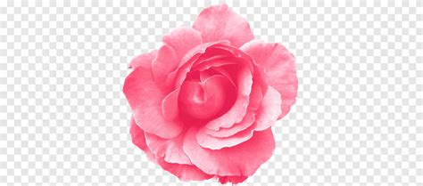 꽃 분홍색 꽃잎 꽃 Png Pngegg