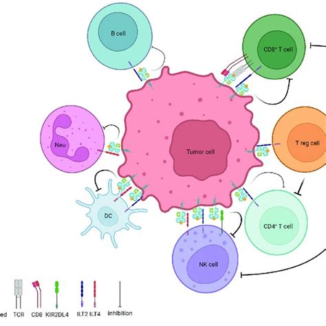 Hla F Expressed On A Tumour Cell Interacting With Nk And T Cell