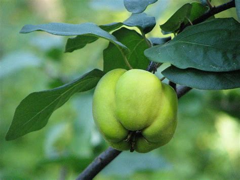 Danielle Herring On Linkedin Sweet As Honey A History Of Honey Substitutes