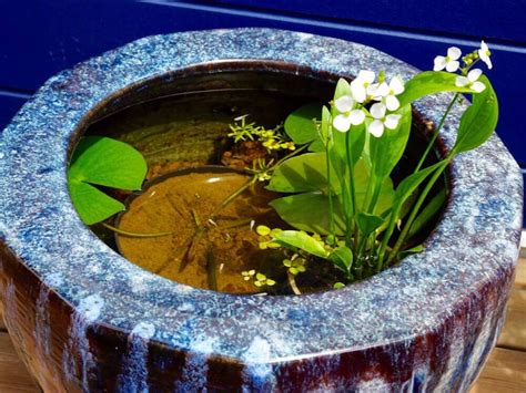 水草 植え替え ビオトープ 240204 水草 植え替え ビオトープ Ngocanemjos