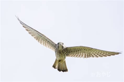 チョウゲンボウ 野鳥と夕日