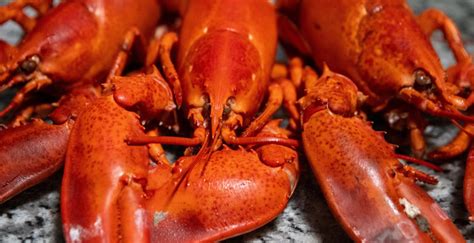 Turns Out Lobsters And Crabs Can Feel Pain When Being Boiled Alive ...