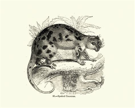 10 Cuscus Moteado Fotografías De Stock Fotos E Imágenes Libres De