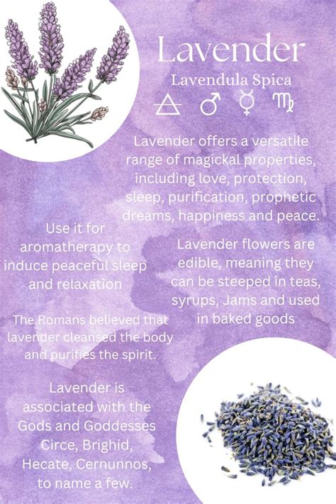 Best 13 Lavender Flowers Meanings Symbolism And Ancient Folklore