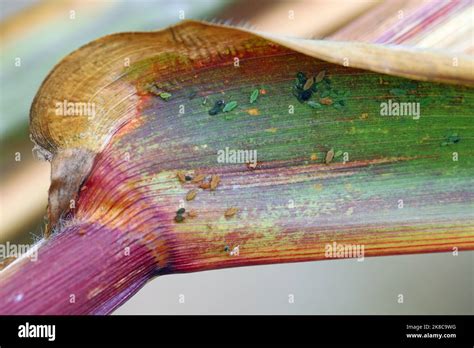 Cereal Leaf Aphid Rhopalosiphum Maidis Rose Grain Aphid Metopolophium