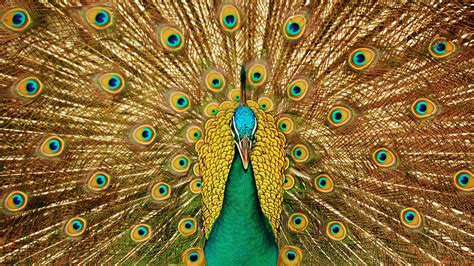 Wallpaper Birds Close Up Peacock Beautiful Tail 2560x1600 Picture Image