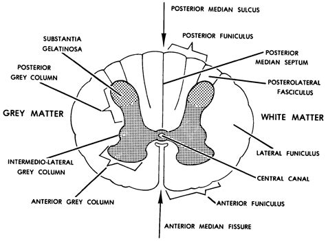 Cross Section Diagram Of Spinal Cord Central Nervous