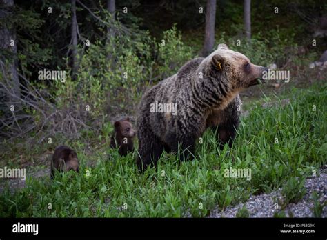 Mother Grizzly Bear With Her Cubs Is Eating Weeds And Grass In The