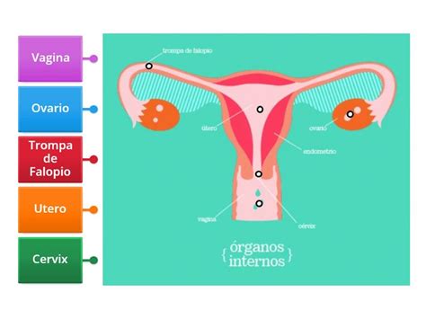 Partes Aparato Reproductor Femenino Labelled Diagram