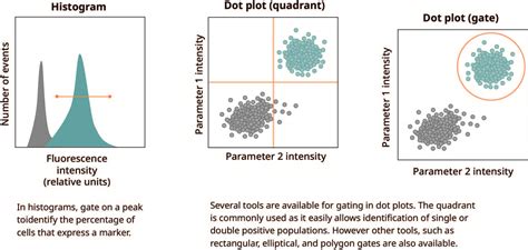 How To Graph Flow Cytometry Data At Russell Seymour Blog