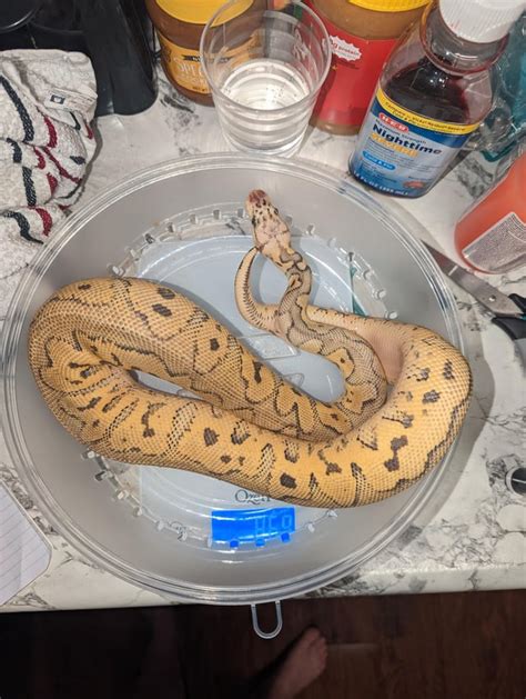 my new beauty r ballpython