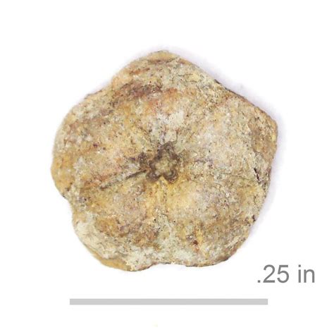 Crinoid Calyx Pennsylvanian Texas Member Collections The Fossil Forum